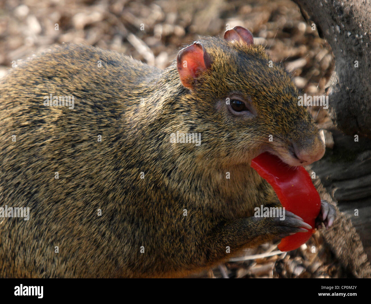 Azaras agouti hi-res stock photography and images - Alamy