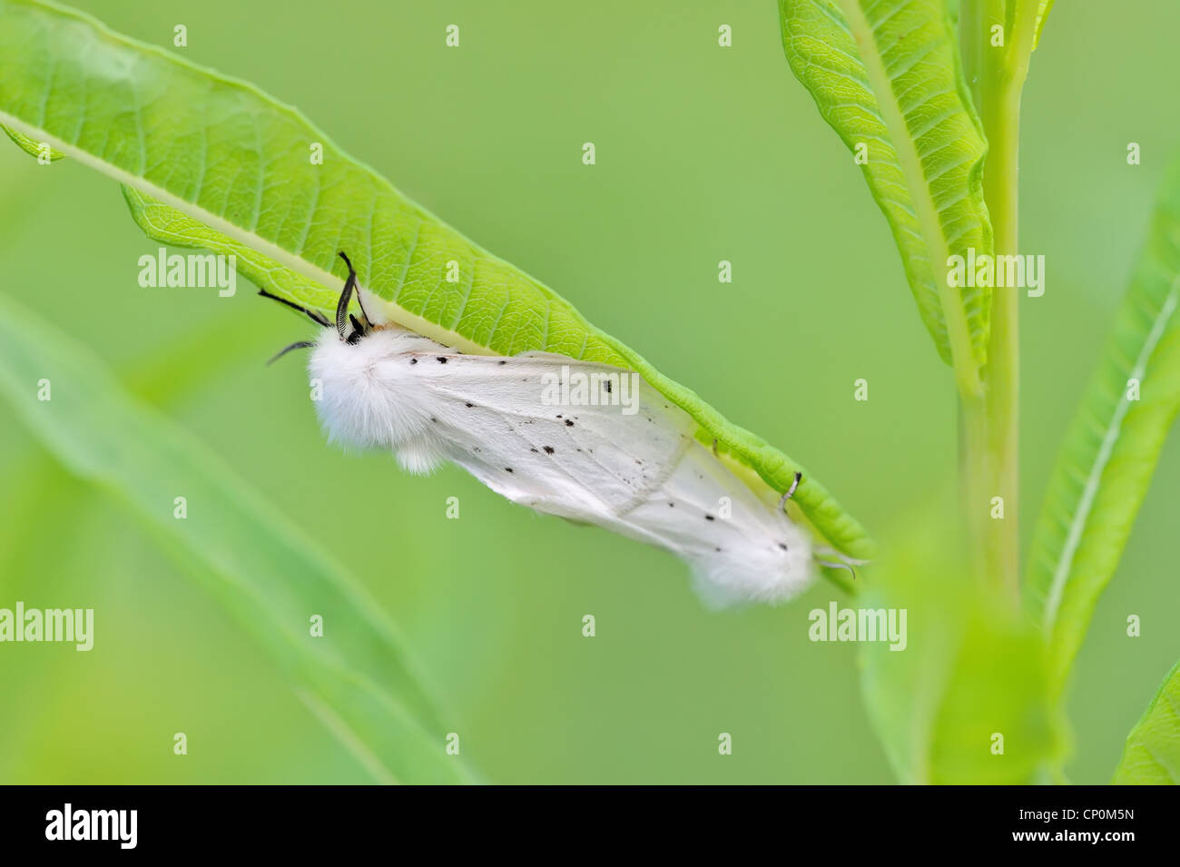 Gossamer wing hi-res stock photography and images - Alamy