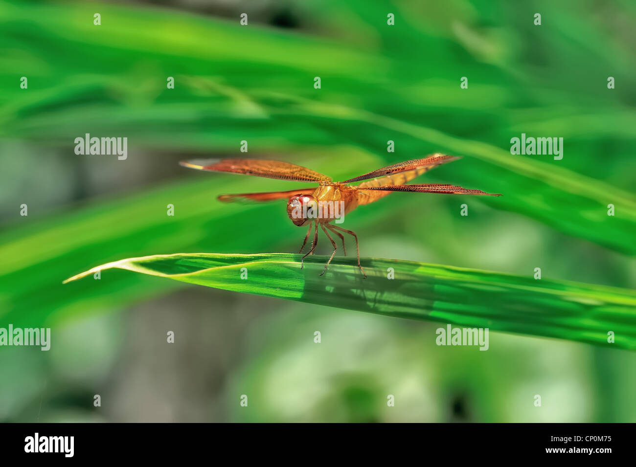 Inverted lotus flower hi-res stock photography and images - Alamy