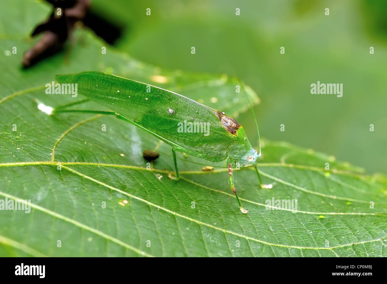 Noun grasshopper grig hi-res stock photography and images - Alamy