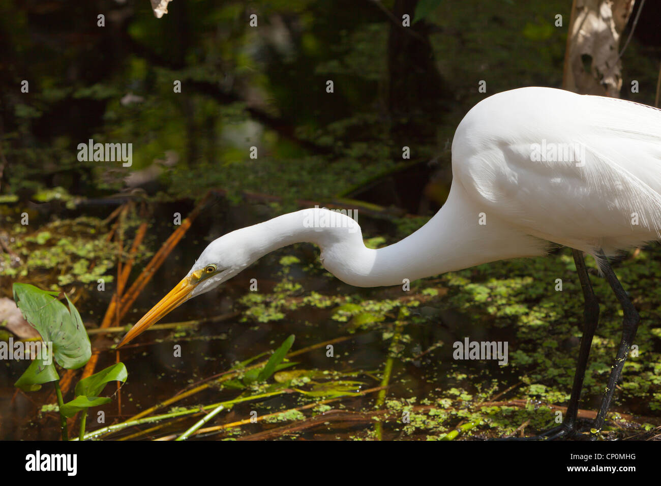 Corkscrew Swamp Sanctuary High Resolution Stock Photography and Images ...