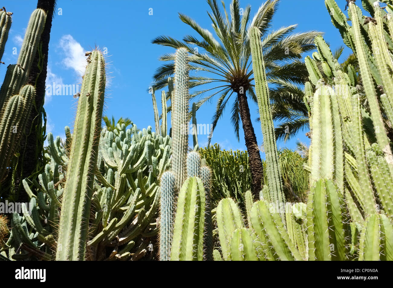 Cacti growing in Huerto del Cura garden, Elche, Spain Stock Photo - Alamy