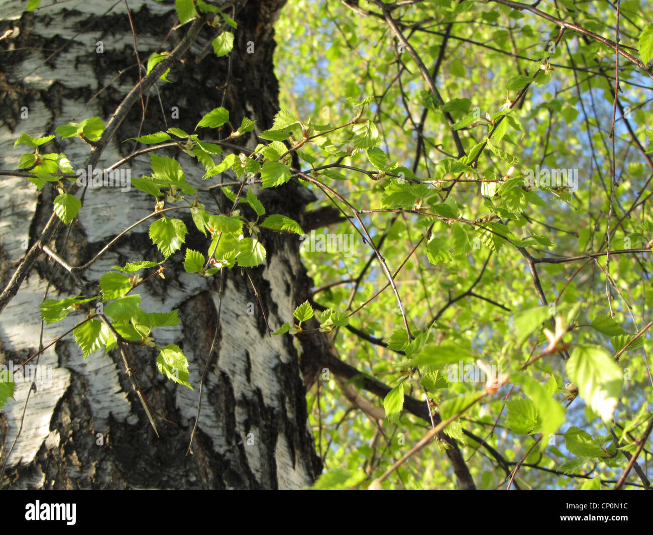 Green birch leaves tree hi-res stock photography and images - Alamy