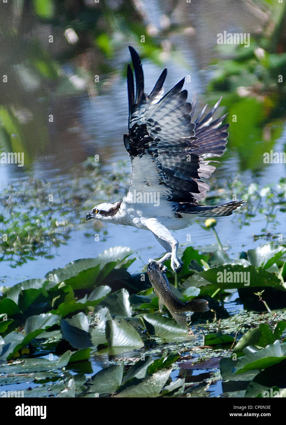 Osprey in flight with fish hi-res stock photography and images - Alamy