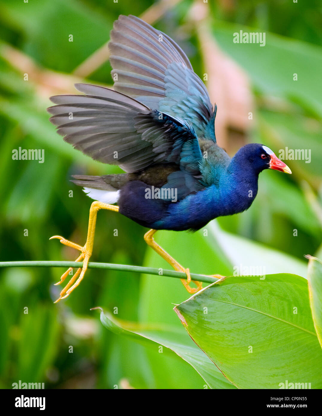 Gallinule bird hi-res stock photography and images - Alamy