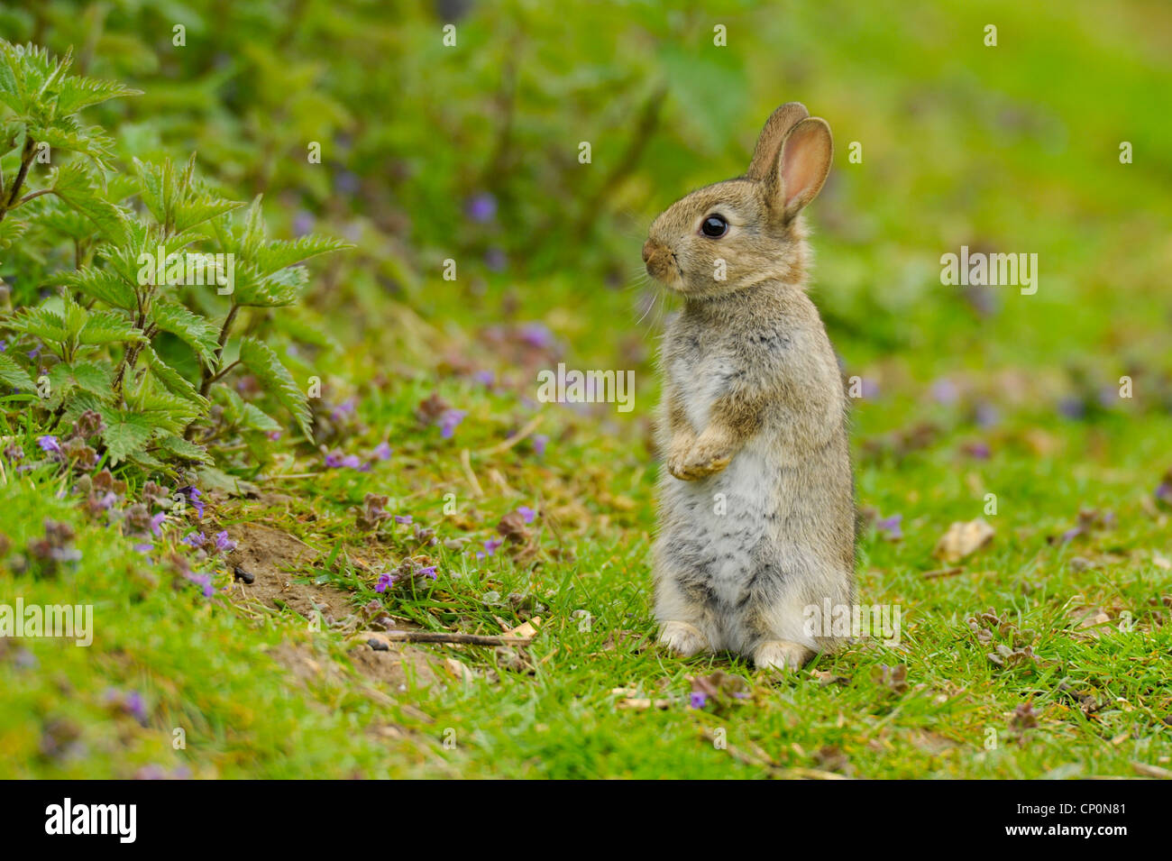 Rabbit sun hi-res stock photography and images - Alamy