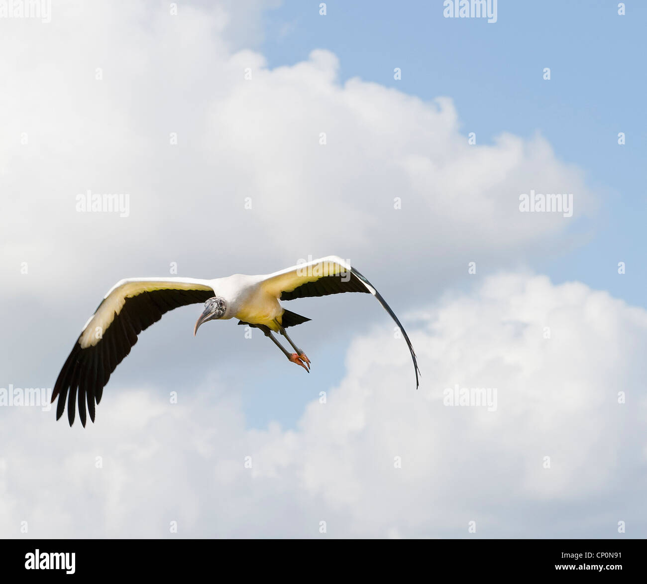 Wood Stork in flight Stock Photo - Alamy