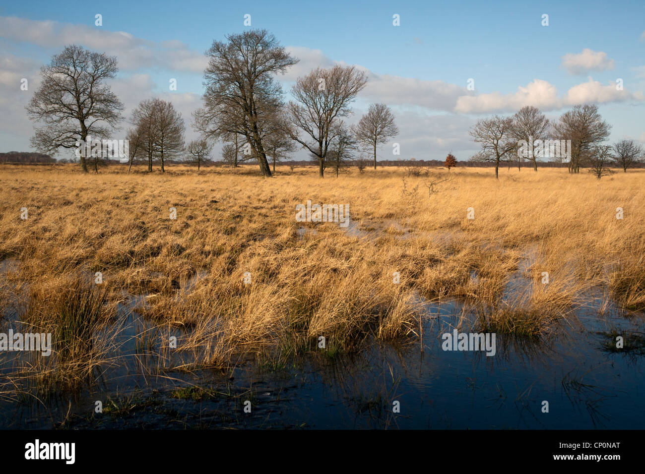 Holmegaard High Moor. Zealand, Denmark Stock Photo - Alamy