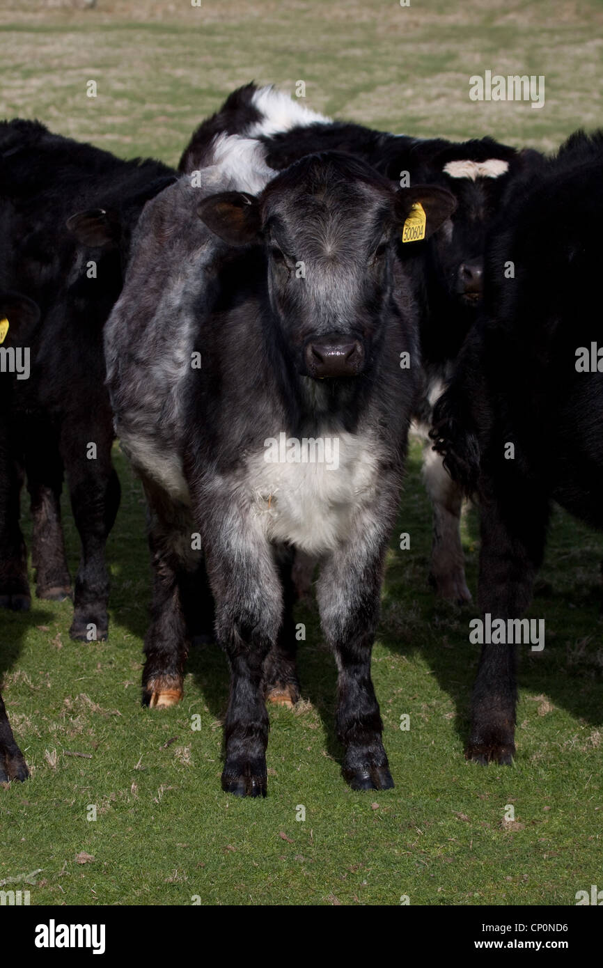 Young cow livestock Stock Photo - Alamy
