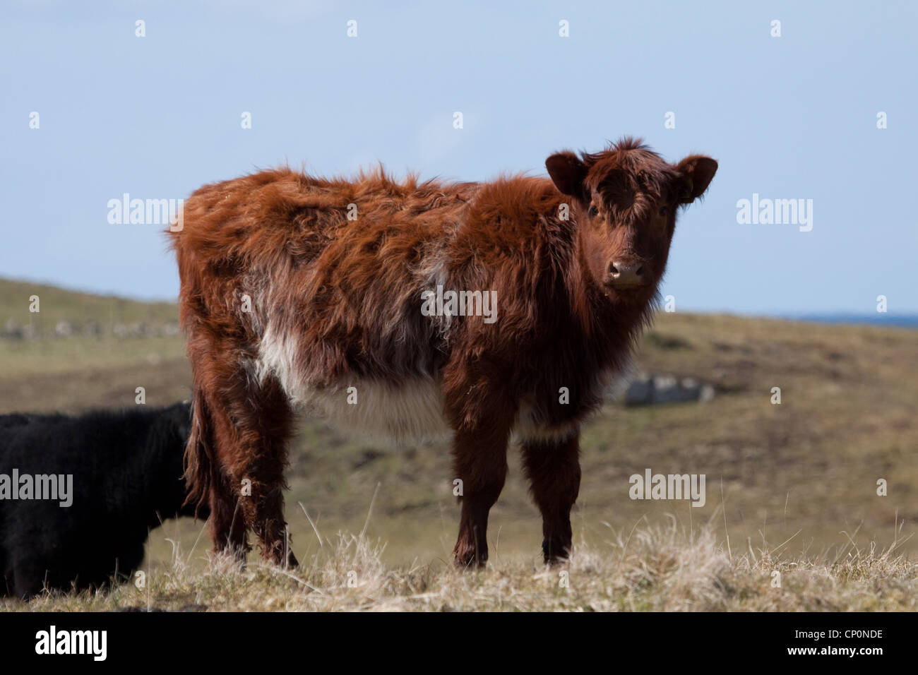 Young cow livestock Stock Photo - Alamy
