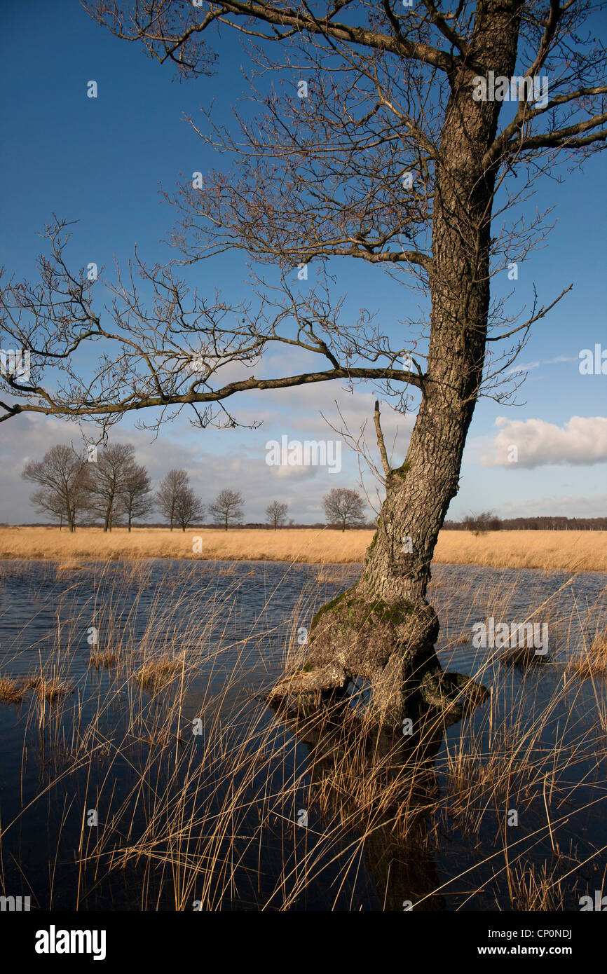 Holmegaard High Moor. Zealand, Denmark Stock Photo - Alamy