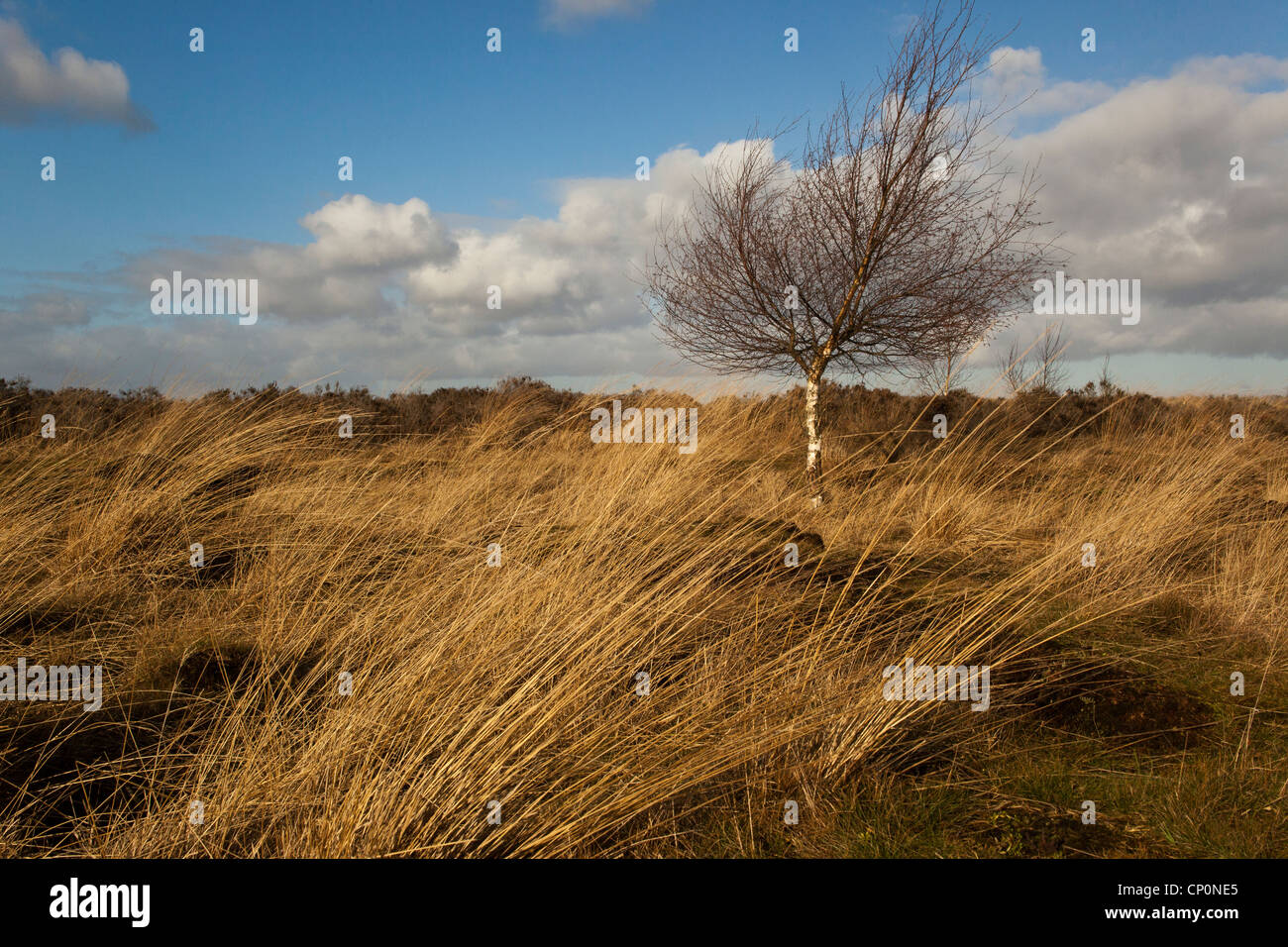 Holmegaard High Moor. Zealand, Denmark Stock Photo - Alamy