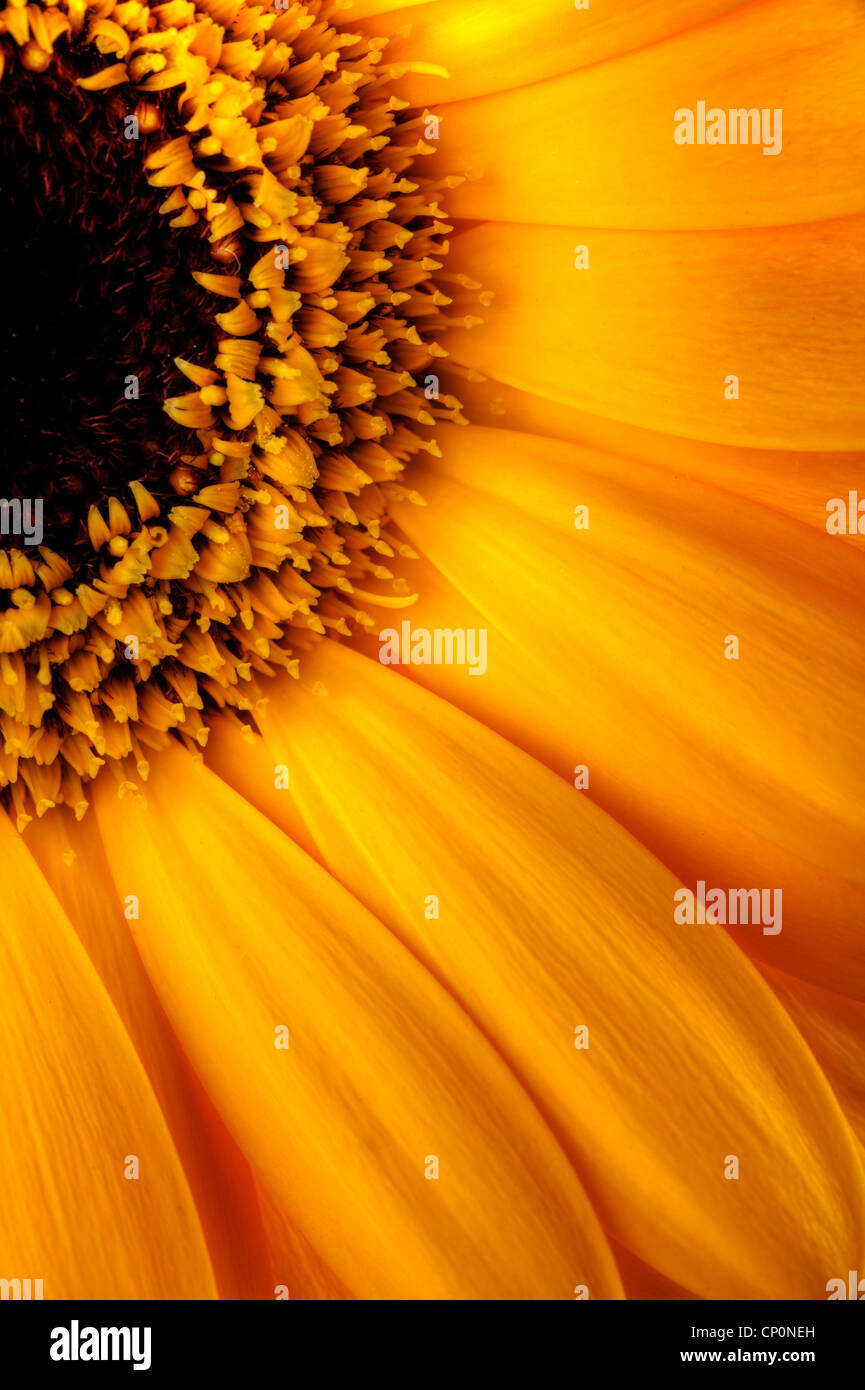 Sun burst flower hi-res stock photography and images - Alamy