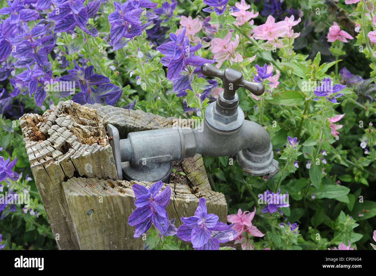 National flowers leave hi-res stock photography and images - Alamy