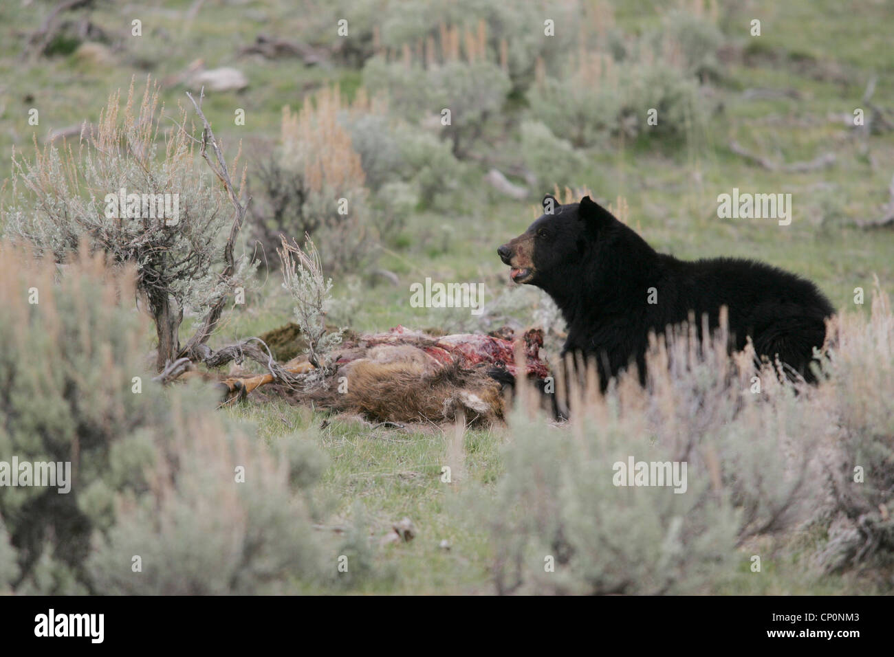 Black Bear eating carcass in Yellowstone National Park Stock Photo - Alamy