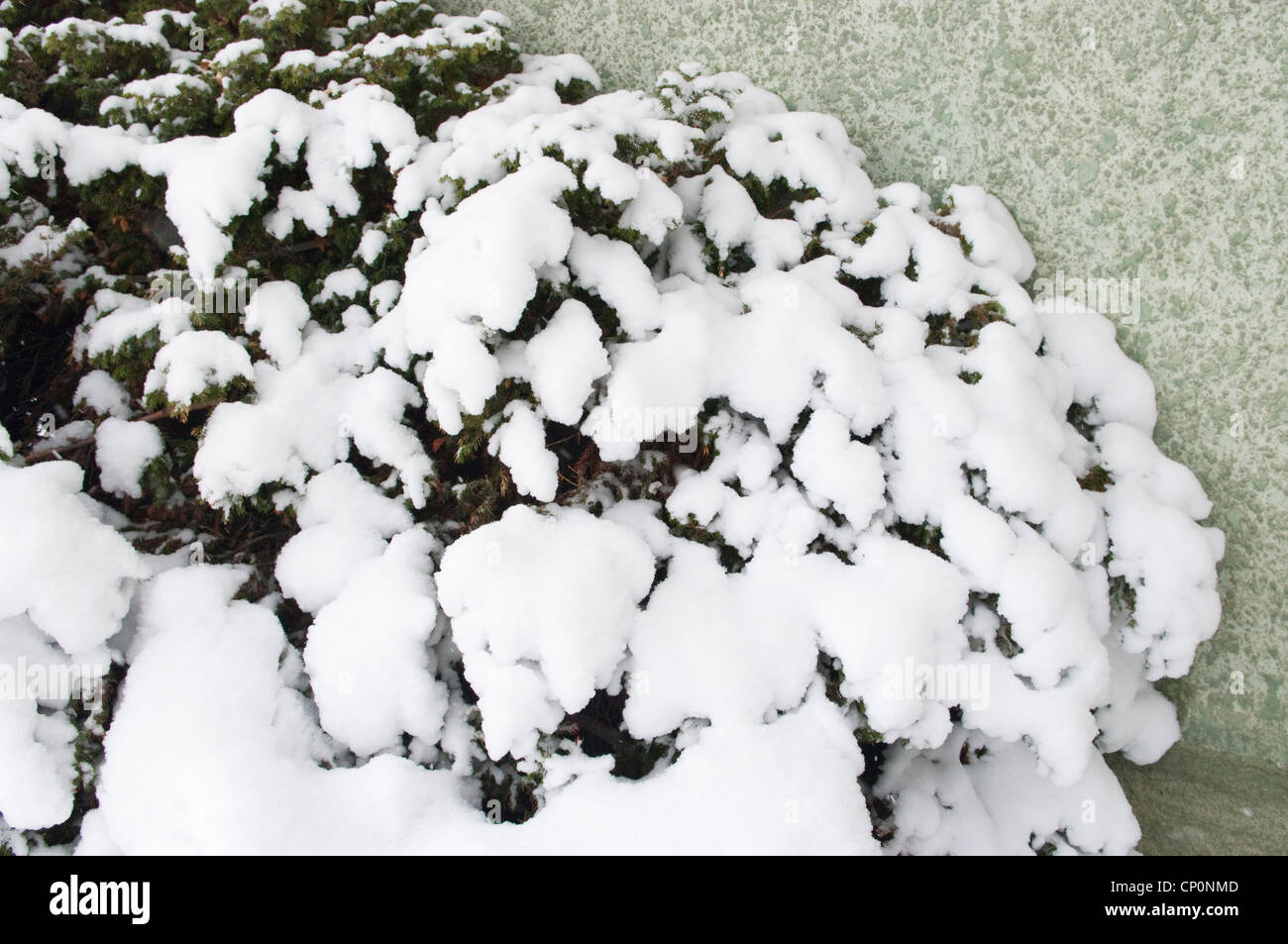 Ornamental Juniper bush (Juniperus) covered by snow from a winter ...