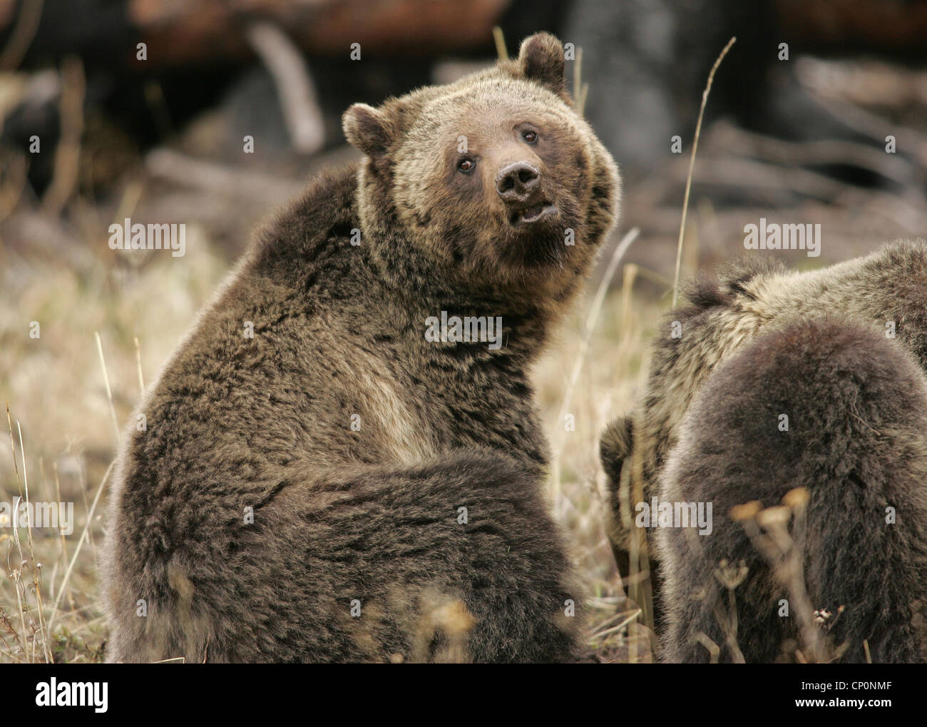 Grizzly Bears in Yellowstone National Park Stock Photo - Alamy