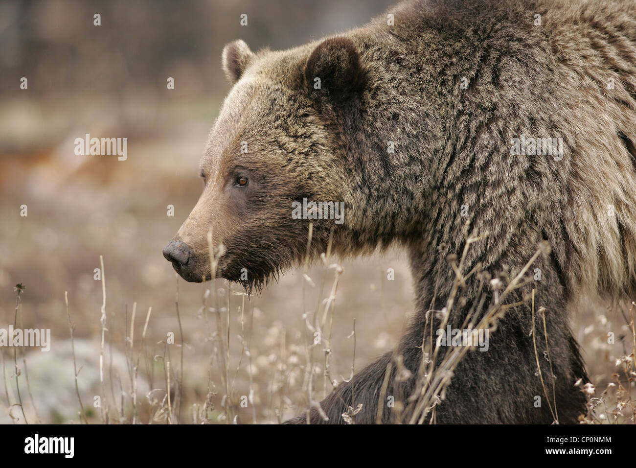 Grizzly Bear in Yellowstone National Park Stock Photo - Alamy