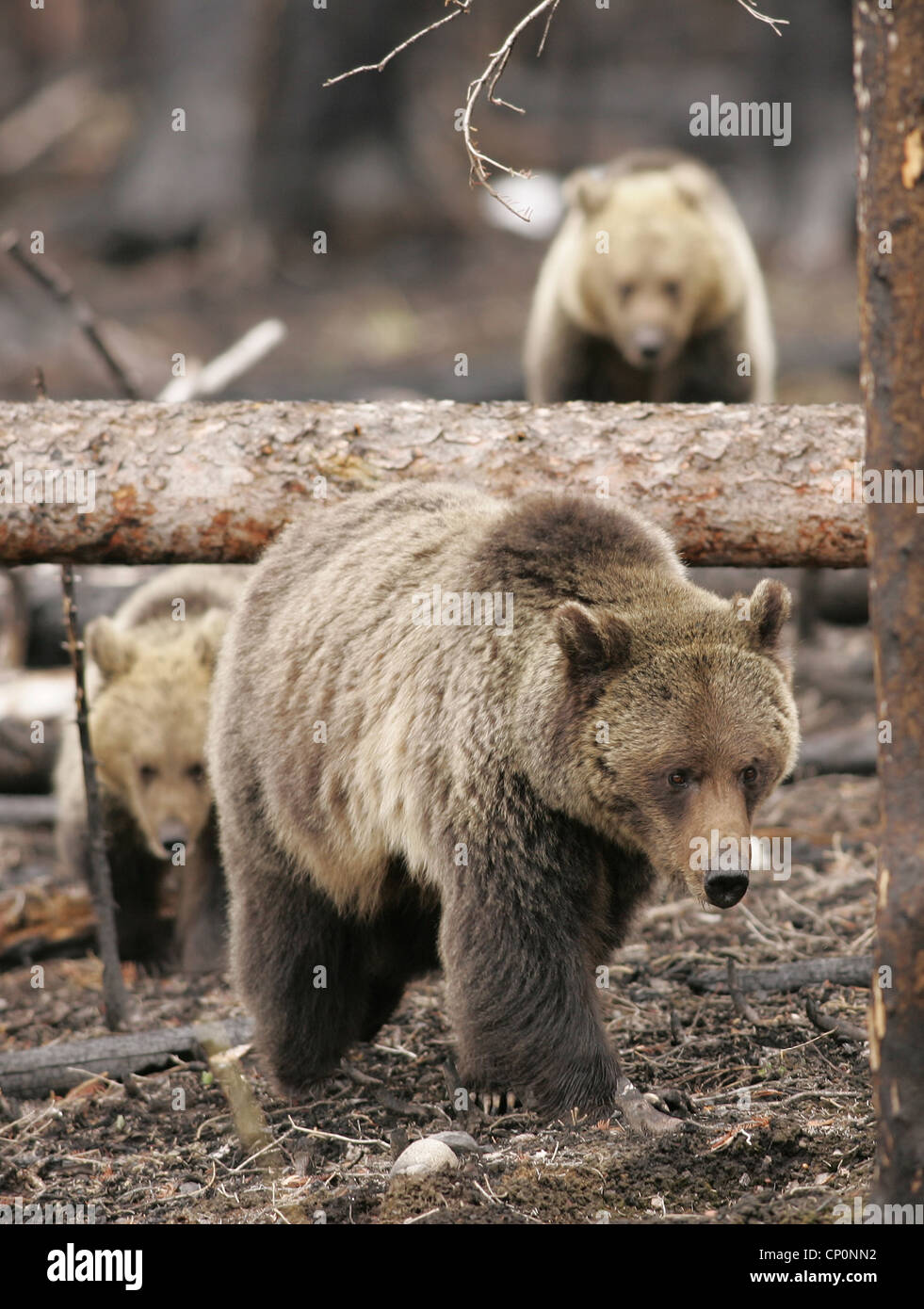 Grizzly Bear sow with cubs in Yellowstone National Park Stock Photo - Alamy