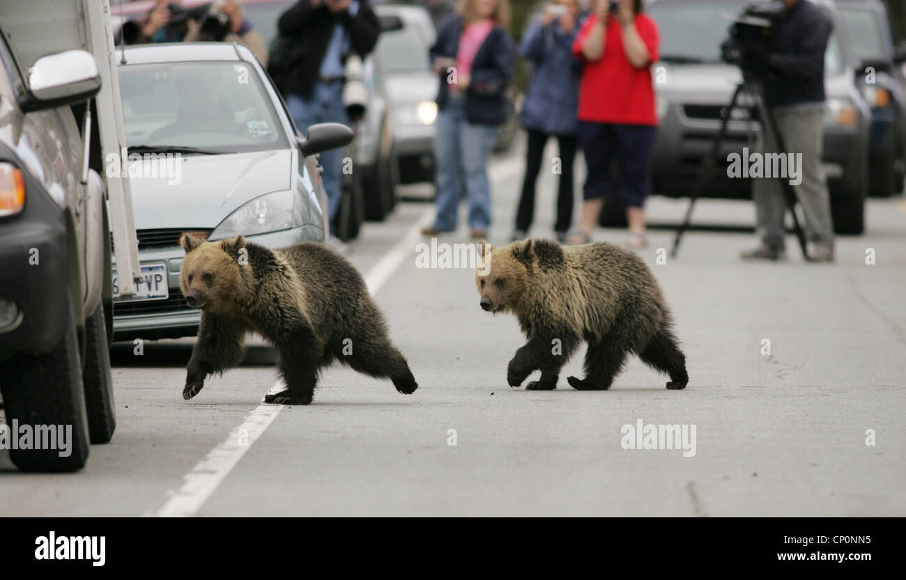 Grizzly Bears cross a Road in Yellowstone National Park Stock Photo - Alamy