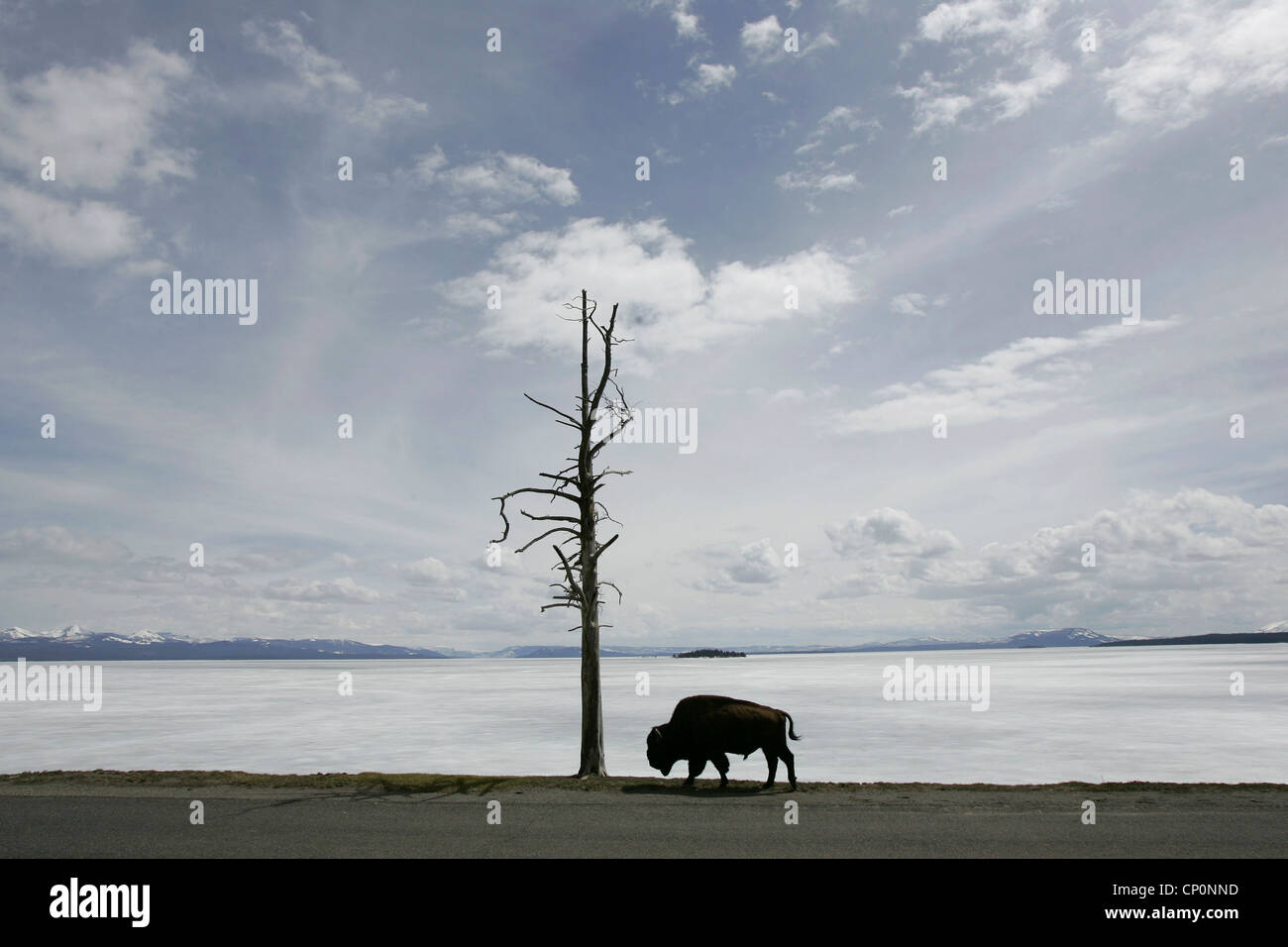 Bison frozen lake hi-res stock photography and images - Alamy
