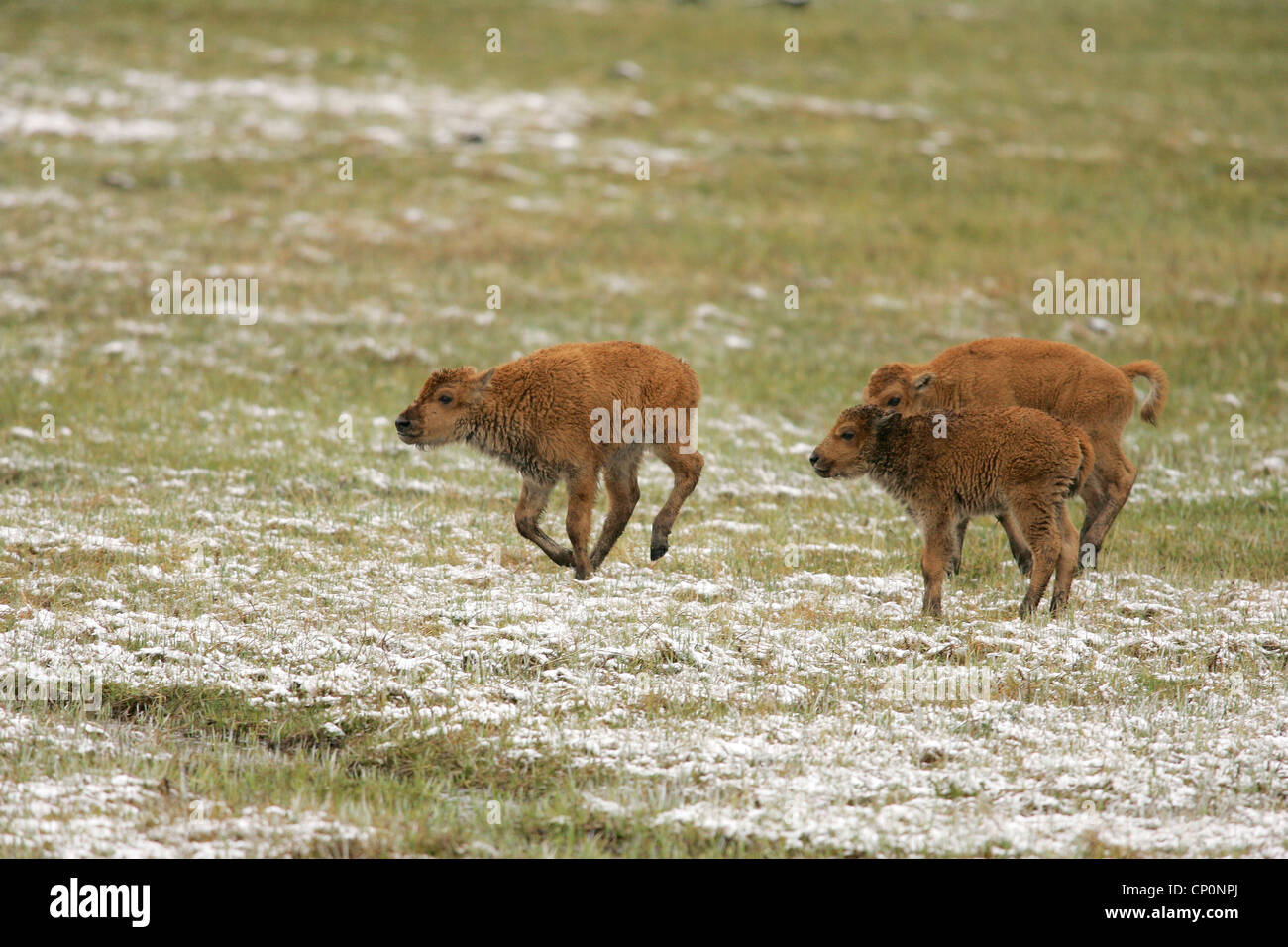 Baby Bison in Yellowstone National Park Stock Photo - Alamy