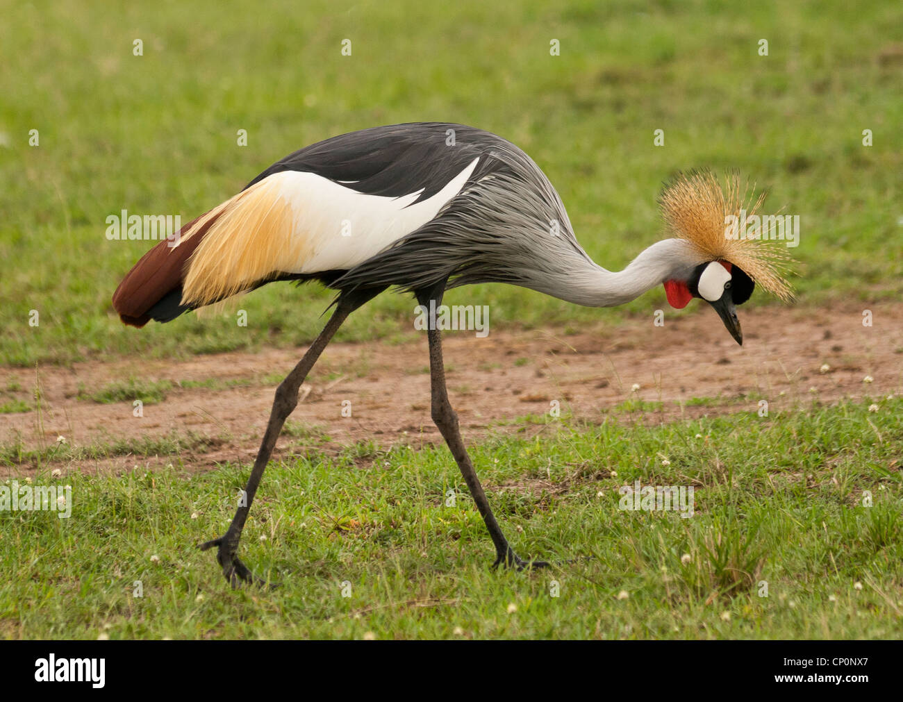 Grey crane hi-res stock photography and images - Alamy