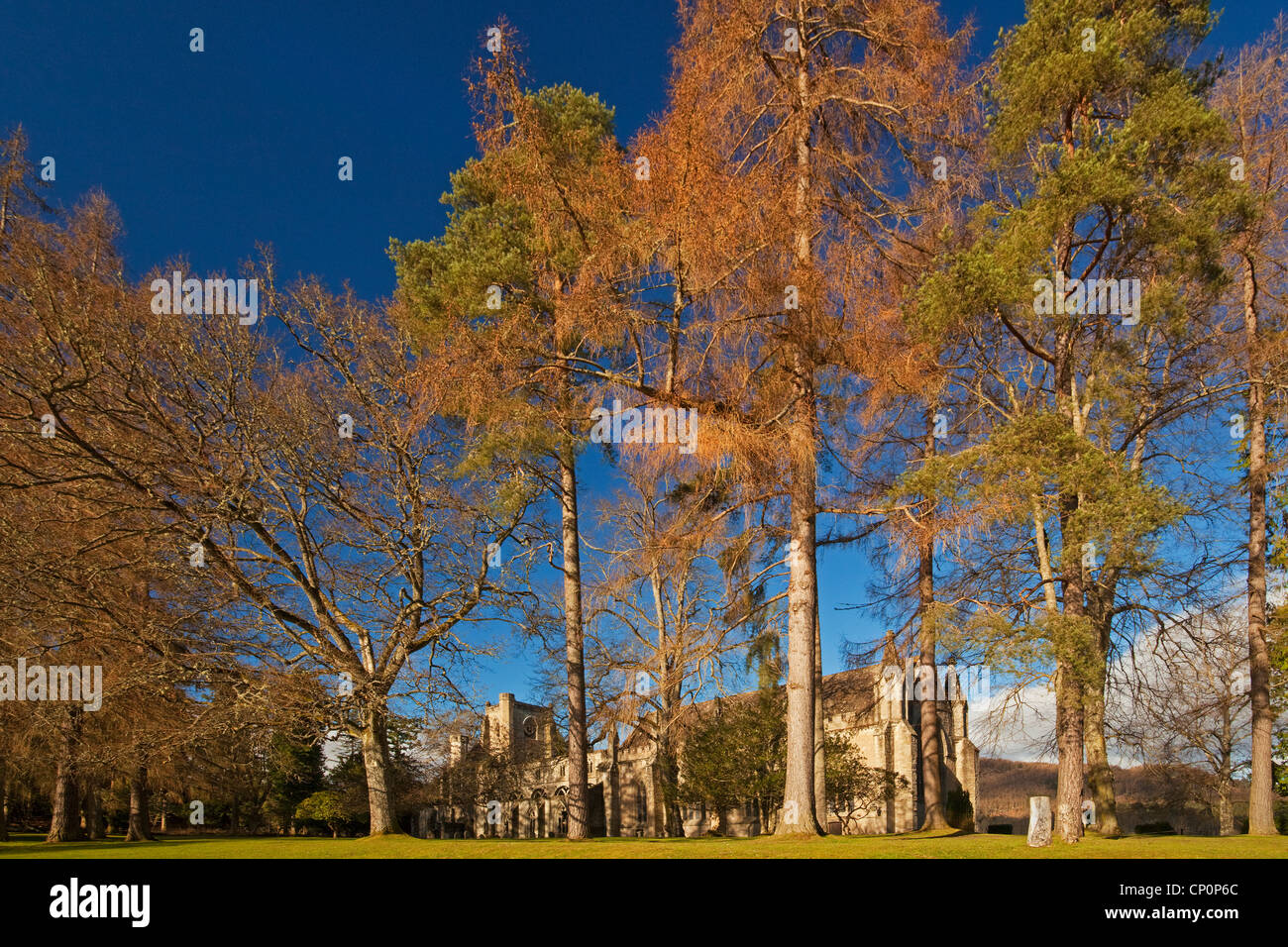 Dunkeld tree hi-res stock photography and images - Alamy