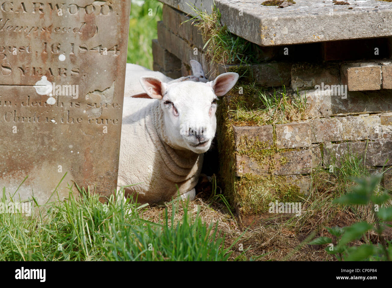 Sheep grazing around the "grave stones" at "St Mary`s Church ...
