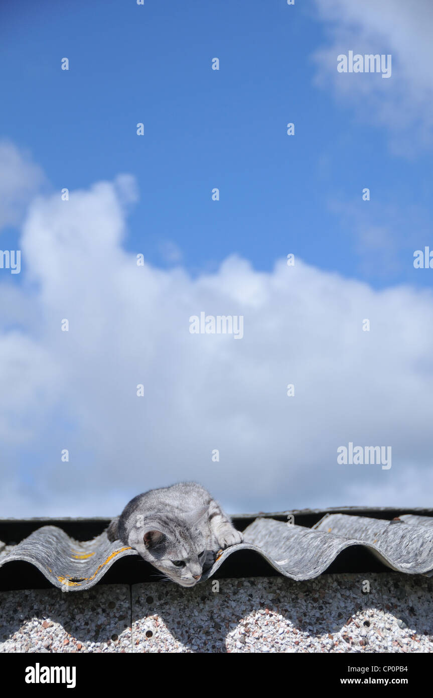 Cat sunbathing on a roof Stock Photo - Alamy