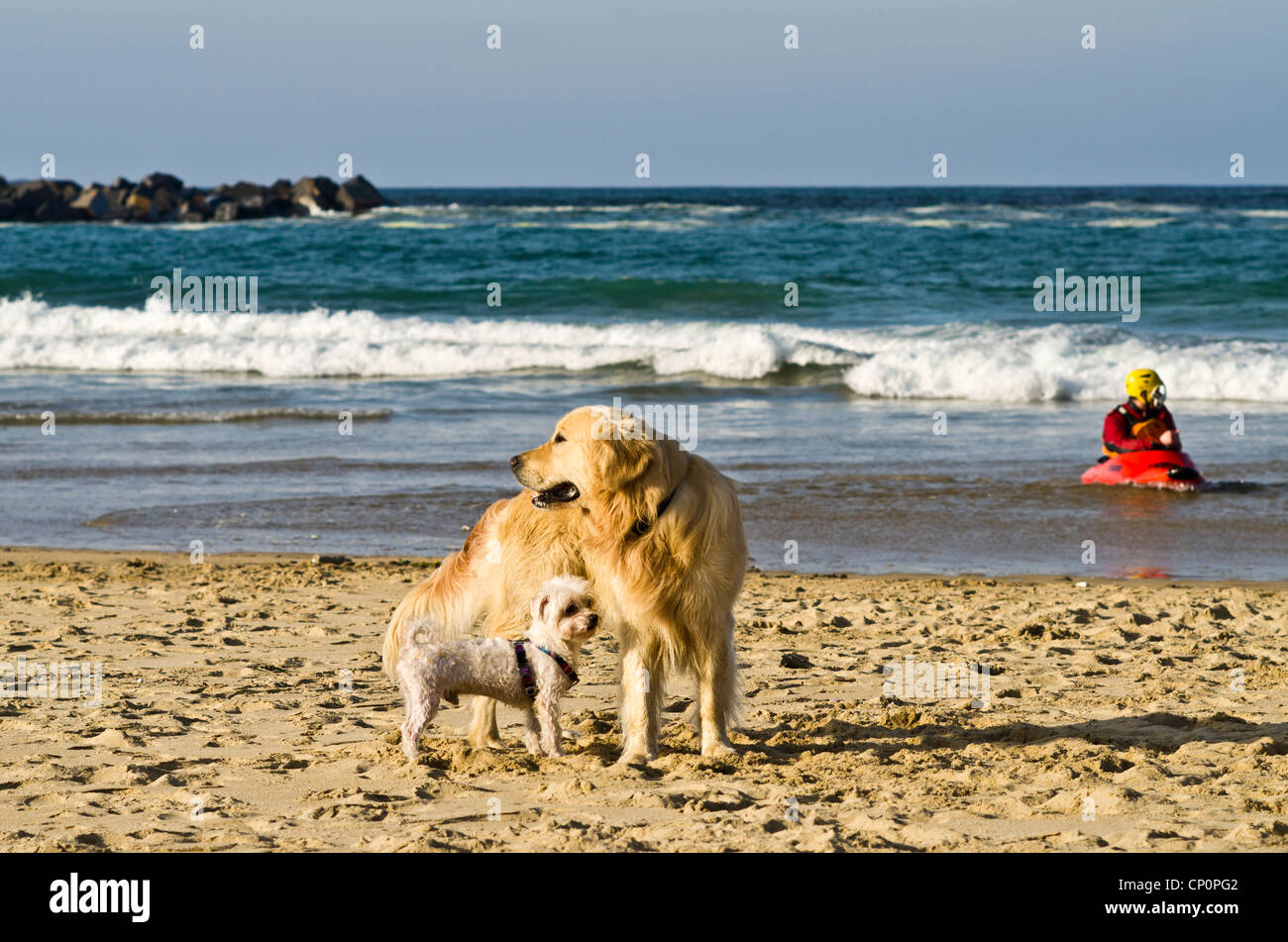 Dogs playing at beach in San Sebastian, Basque Country, Spain Stock ...