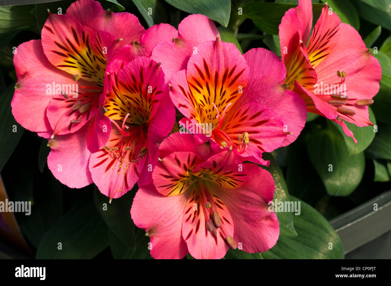 Inca lily hi-res stock photography and images - Alamy