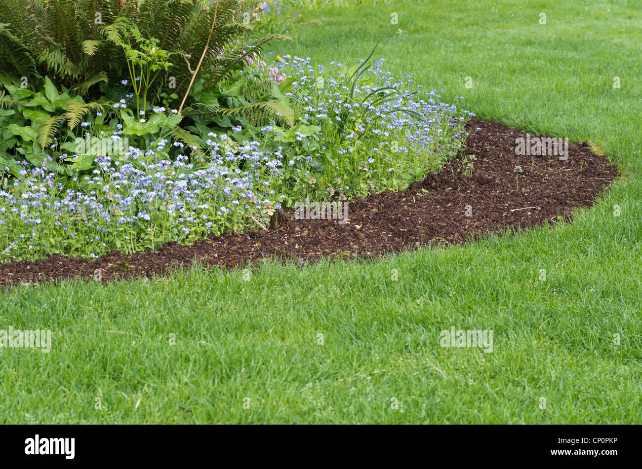 Flower bed in a green lawn with blue flowers Stock Photo - Alamy