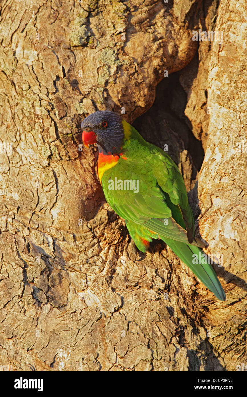 Rainbow Lorikeet (Trichoglossus haematodus) sitting at his nesting hole ...
