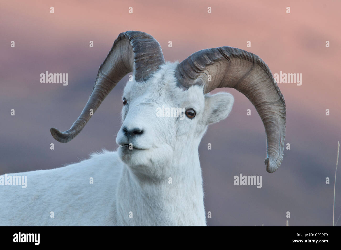 Dall sheep ram hi-res stock photography and images - Alamy