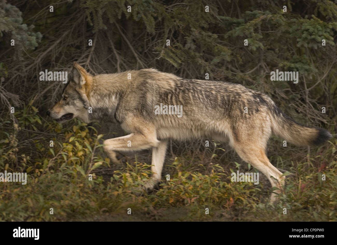 Gray wolf (Canis lupus) hunts in the Taiga forest near the Teklanika ...