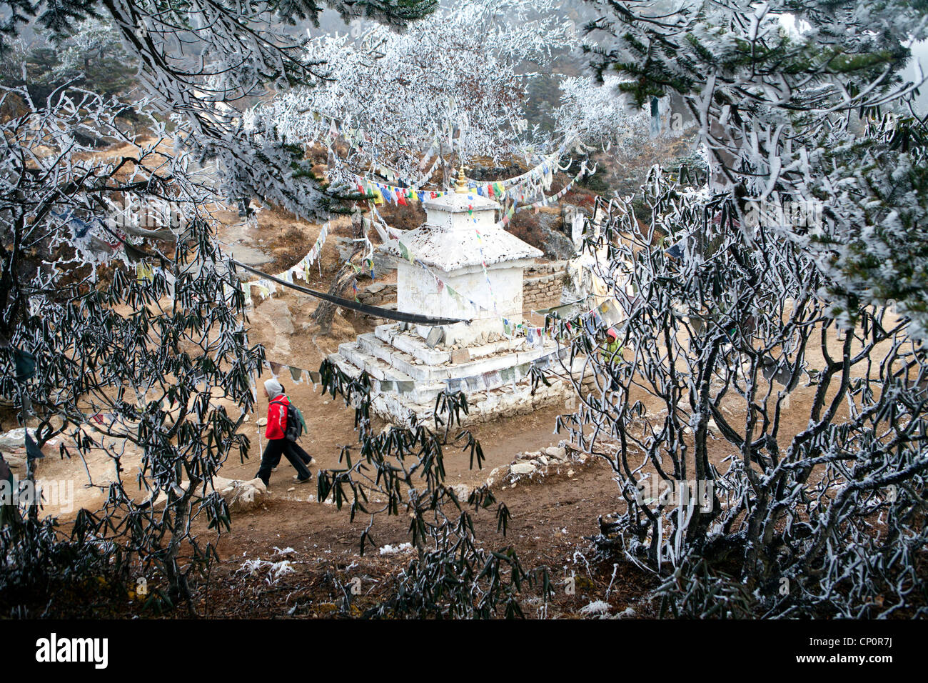 Frost in the forest on the path between Khumjung and Namche Bazaar ...