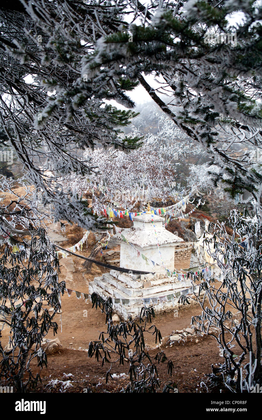 Frost in the forest on the path between Khumjung and Namche Bazaar ...