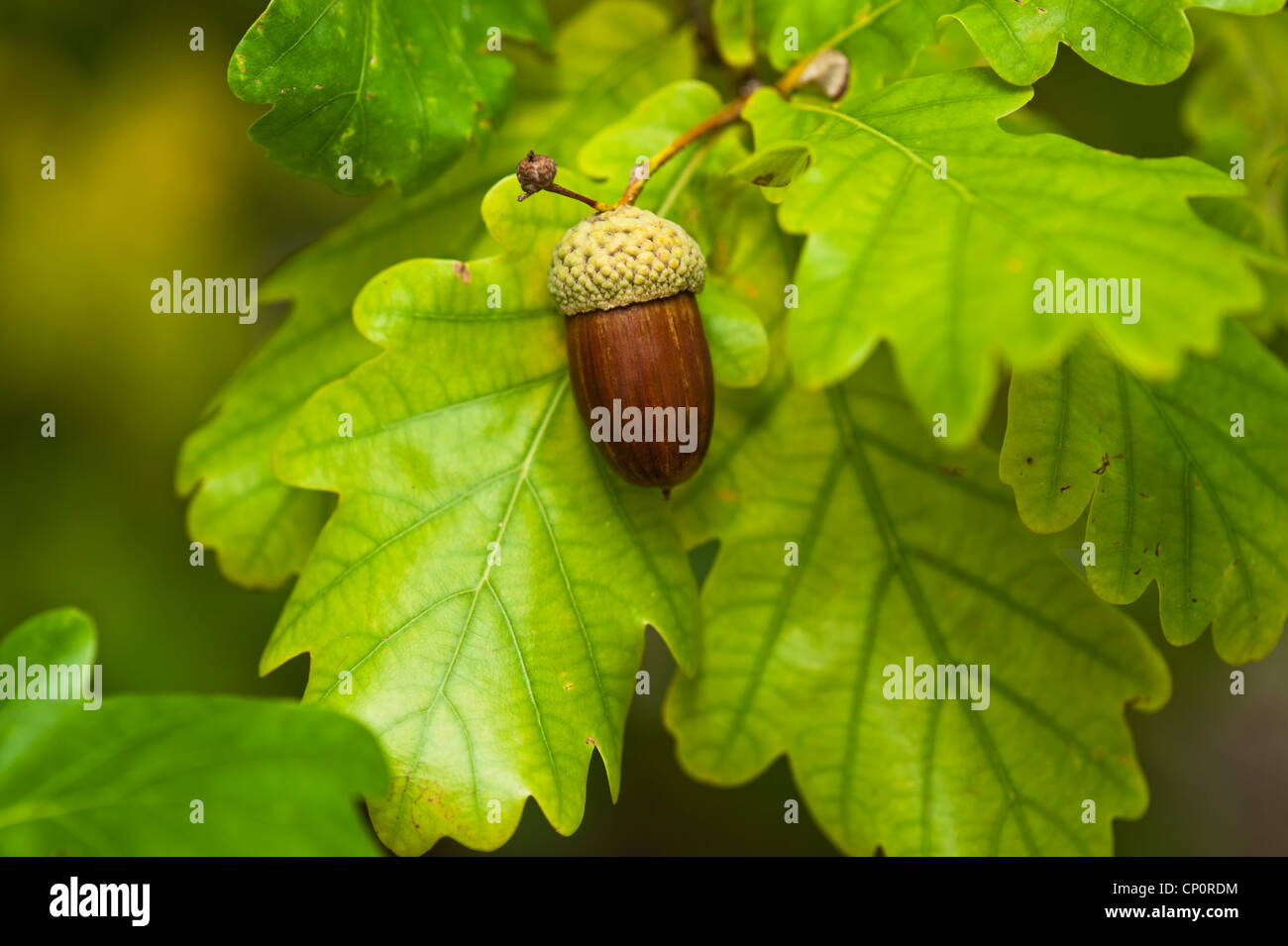 Fruit of the oak tree hi-res stock photography and images - Alamy