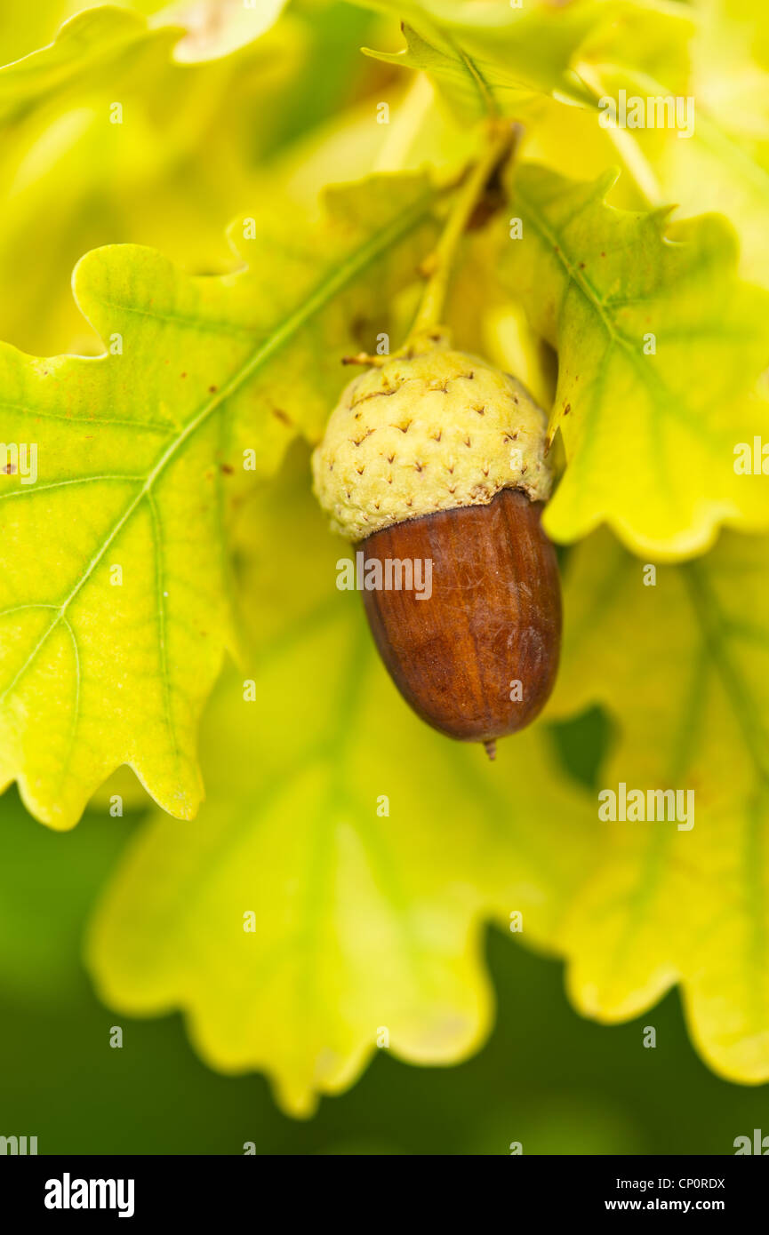 Fruit of the oak tree hi-res stock photography and images - Alamy