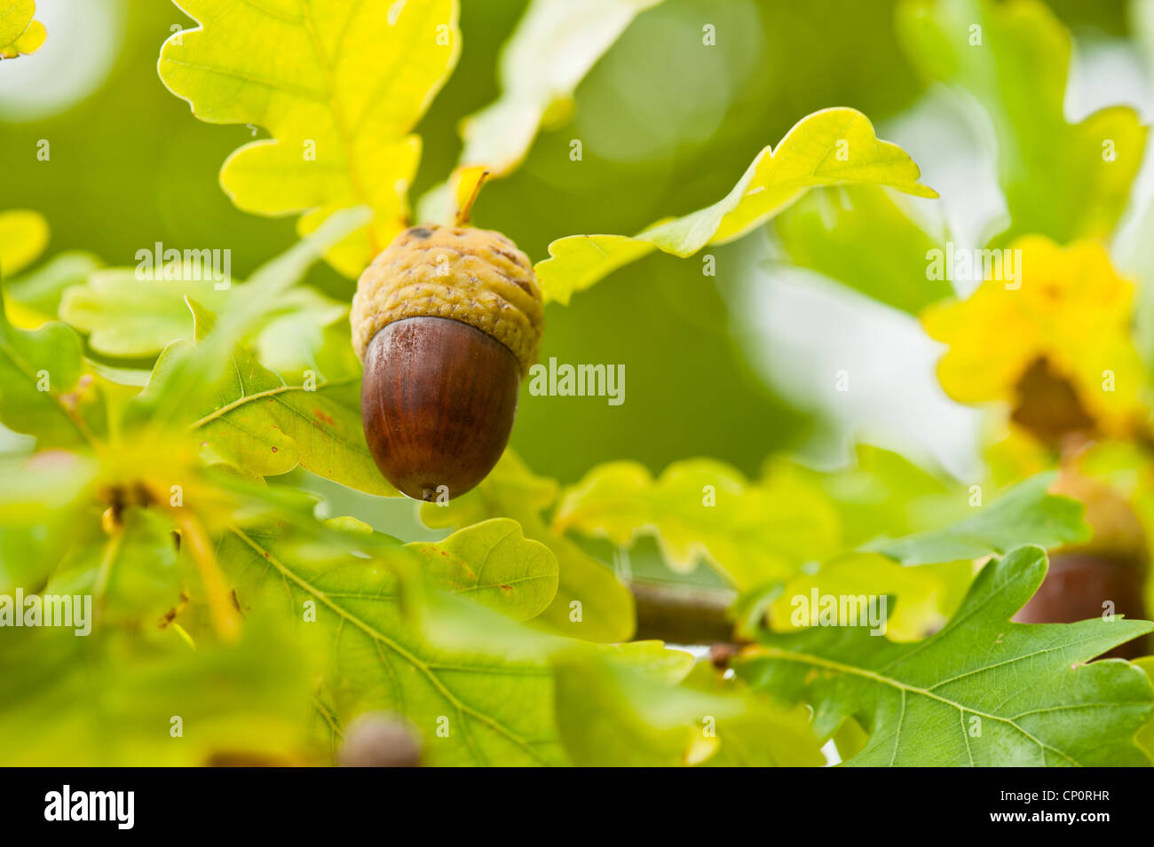 Fruit of the oak tree hi-res stock photography and images - Alamy