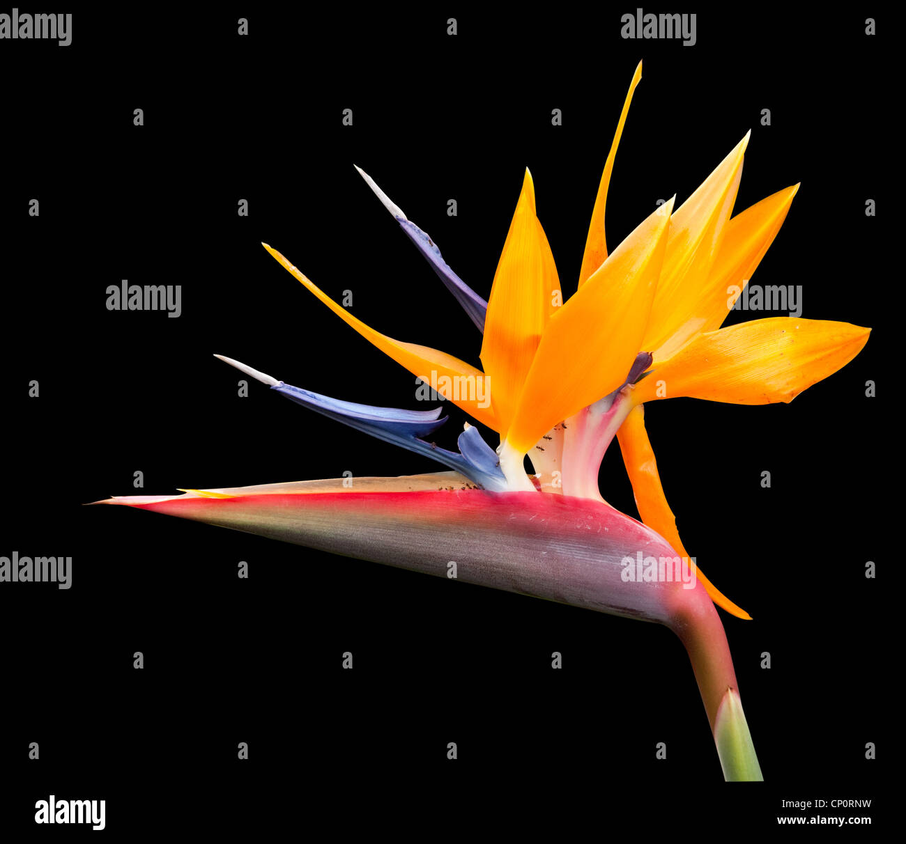Cut out image of bird of paradise flower with pen tool path in file ...