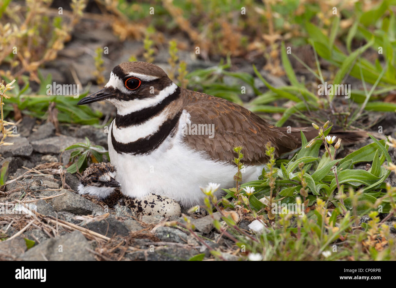 Killdeer bird hi-res stock photography and images - Alamy