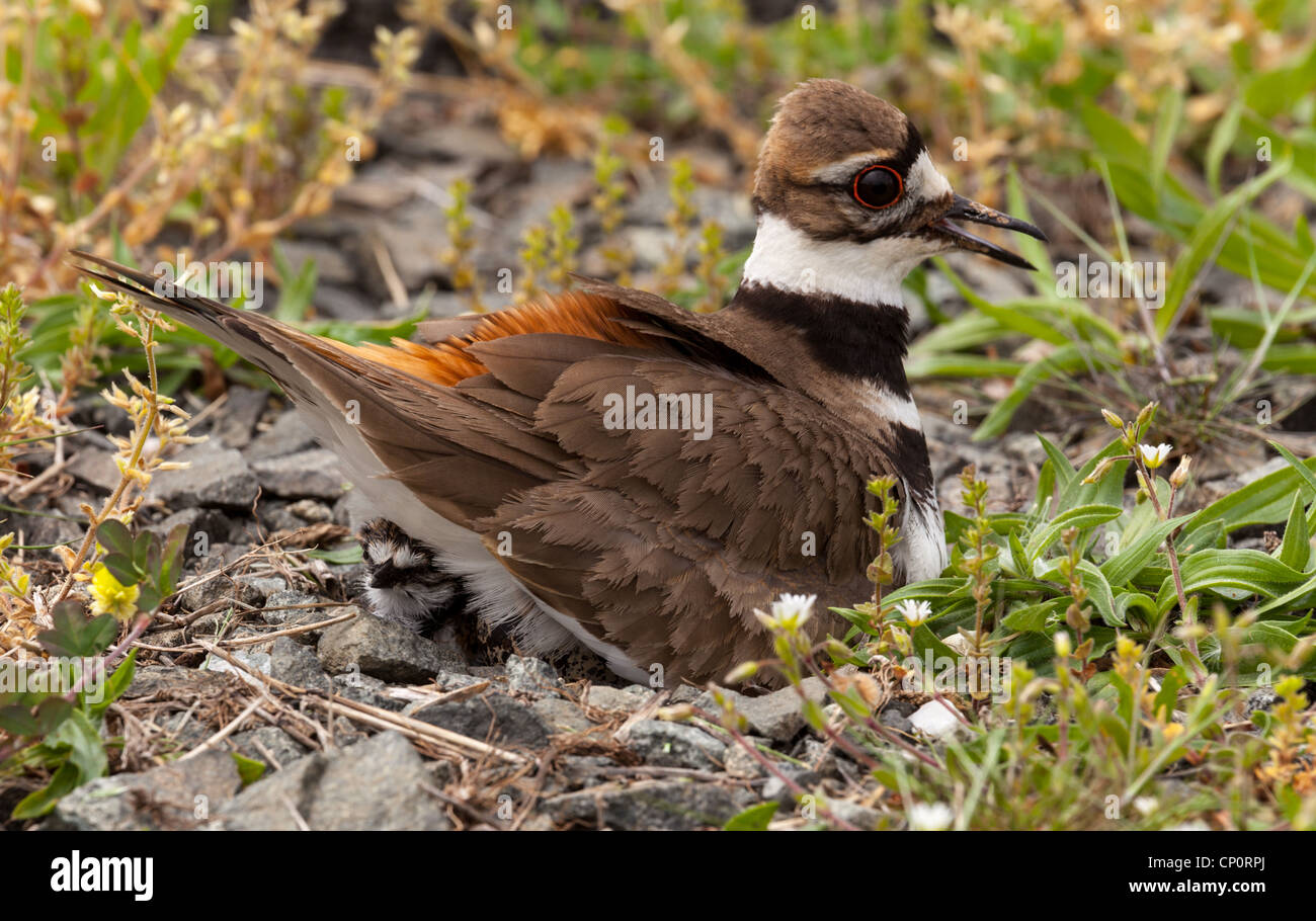 Close up shot of Killdeer bird at nesting time sitting with chicks and ...