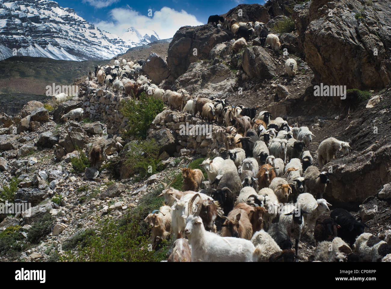 A flock of goats makes its way along the trail in Indian Himalayan ...