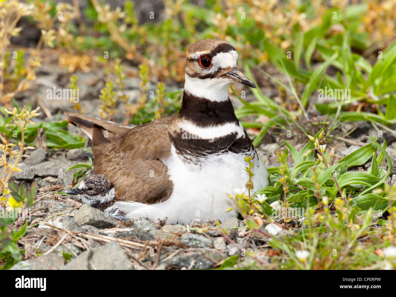 Close up shot of Killdeer bird at nesting time sitting with chicks and ...