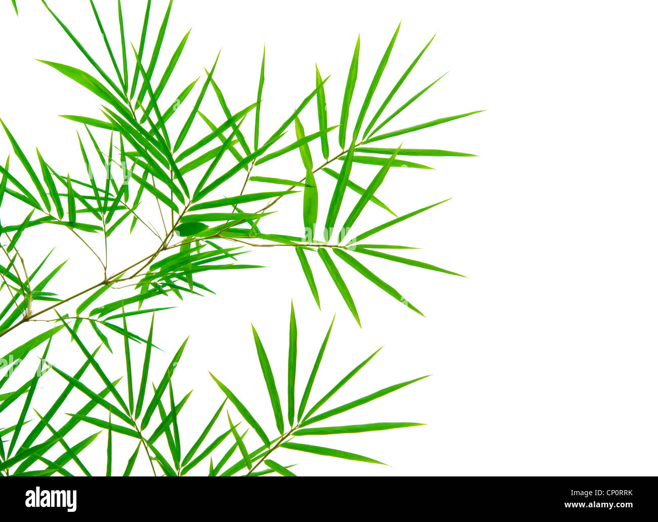 bamboo with isolated white background Stock Photo - Alamy