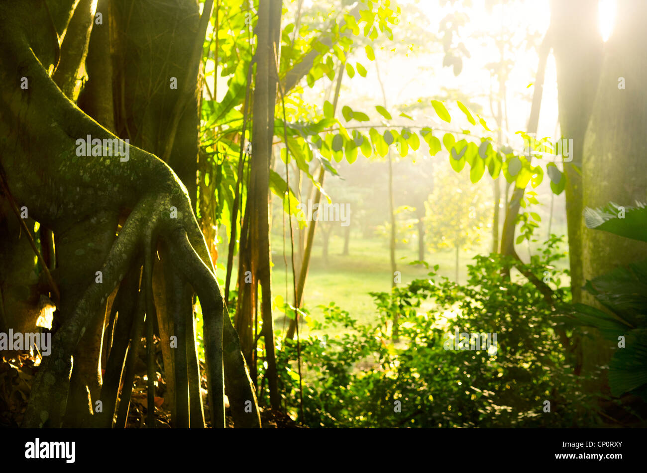 Beautiful sun rays flare through hi-res stock photography and images ...