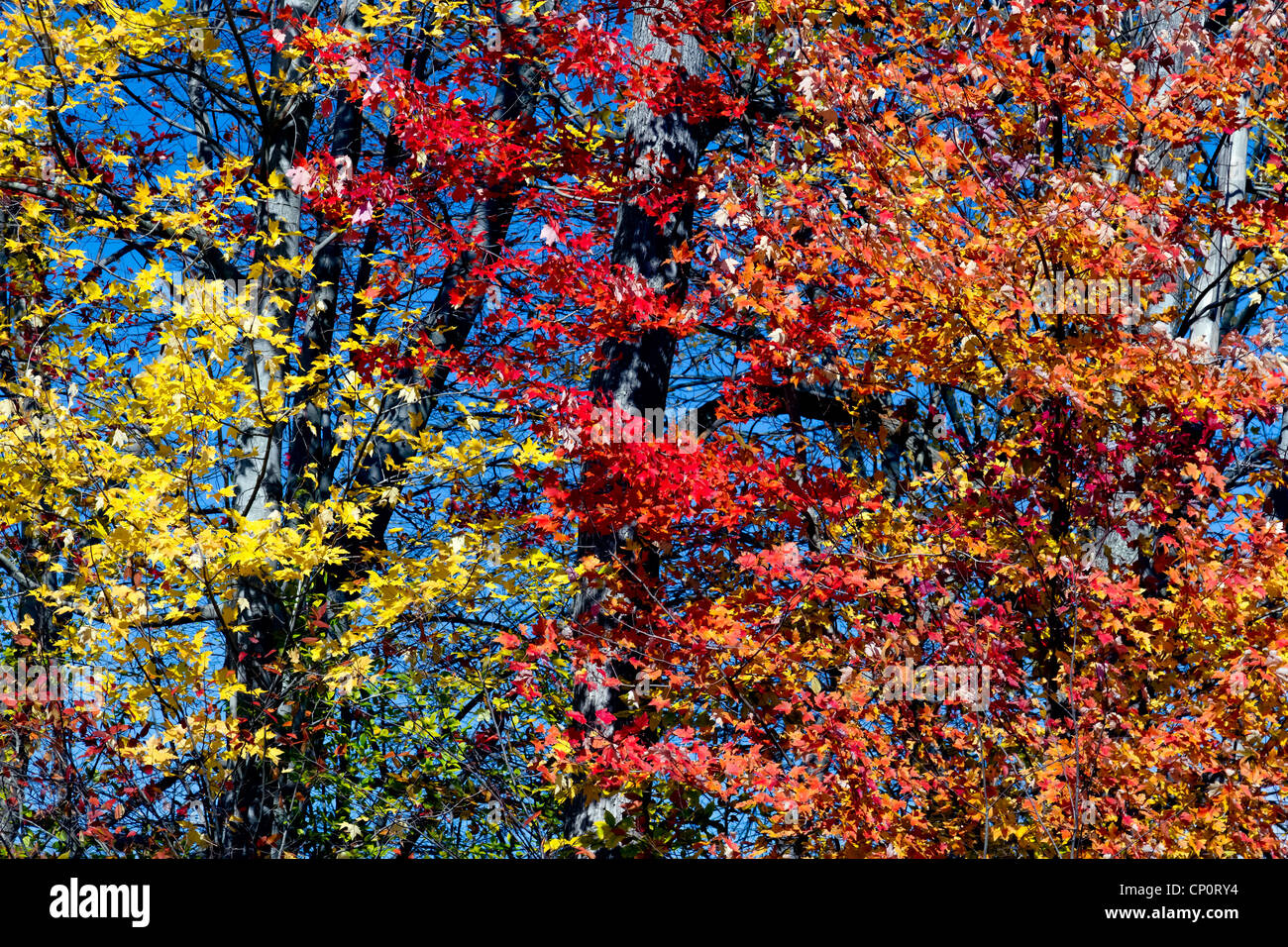 Fall foliage in yellow, red, and orange backed by a deep blue sky Stock ...