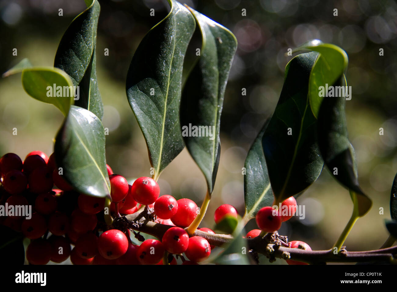 Coprosma hi-res stock photography and images - Alamy
